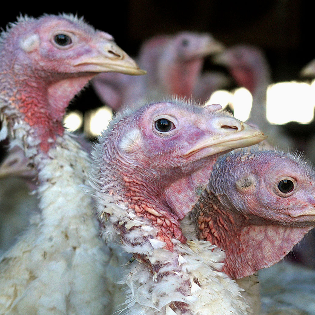Avian flu outbreaks strike Va. farms - Virginia Business